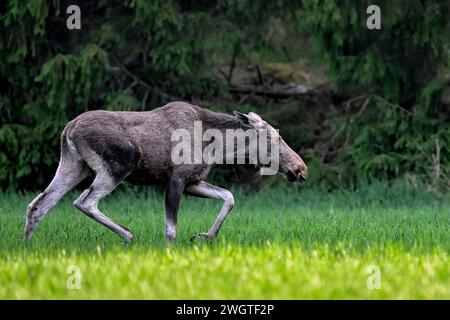 Aggravated Moose on the move Stock Photo - Alamy