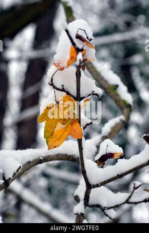 Austria, deep snow-covered deciduous forest of the Mannersdorf Wueste ...