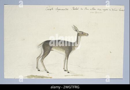 Pelea capreolus (Grey rhebok), 1777 - 1786 drawing Cape Reebok (Pelea ...