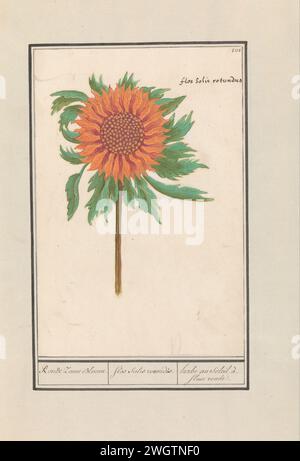 Zonnebloem (Helianthus annuus), Anselm Bootius de Boodt, 1596 - 1610 ...