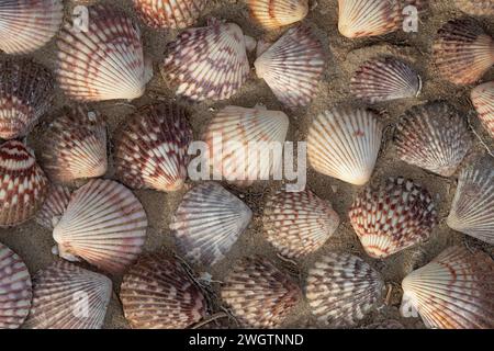 North America, Mexico, Baja. Shells on the beach Stock Photo - Alamy