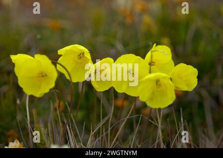 Arctic Poppy Papaver lapponicum 1002 coastal plain anwr arctic alaska ...
