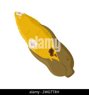 Damaged rotten corn. Bad old unhealthy food, moldy expired product ...