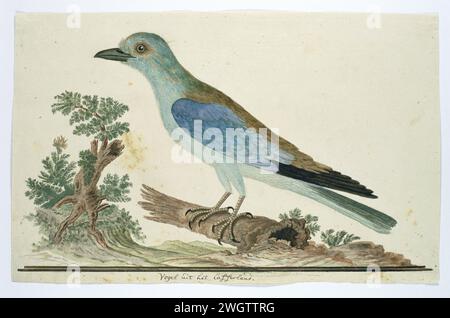 CORACIUM CAKER (European Roller), 1777 - 1786 drawing Vogelstudie ...