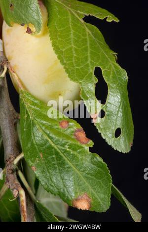 Bacterial canker (Pseudomonas syringae pv morsrunorum) "shothole"on ...
