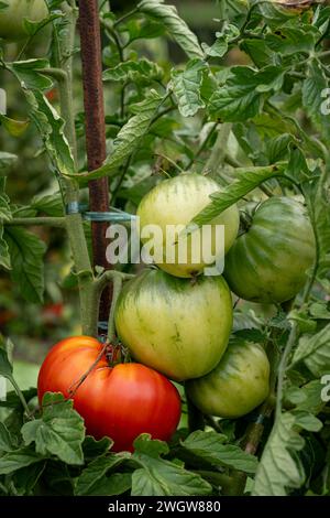 The wine route. View of red tomato stalk in a vegetable garden Stock ...