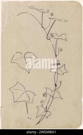 Sketch Van Klimop, Gerrit Willem Dijsselhof, 1876 - 1924 drawing paper ...