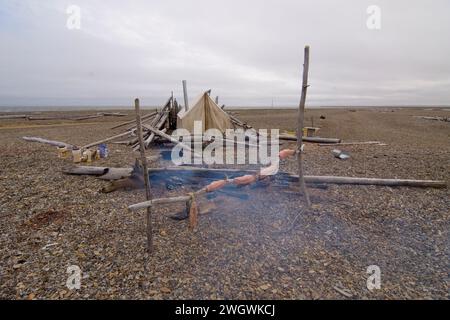 Bruce Inglangasak smoking broad whitefish Coregonus nasus at camp anwr ...