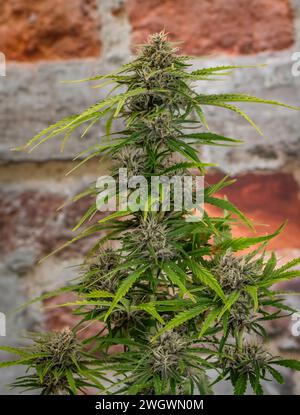 Critical hog variety of marijuana flower with old orange brick wall ...
