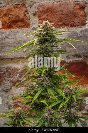 Critical hog variety of marijuana flower with old orange brick wall ...
