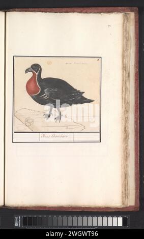 The *Branta ruficollis*, also known as the Red-breasted Goose, is a ...