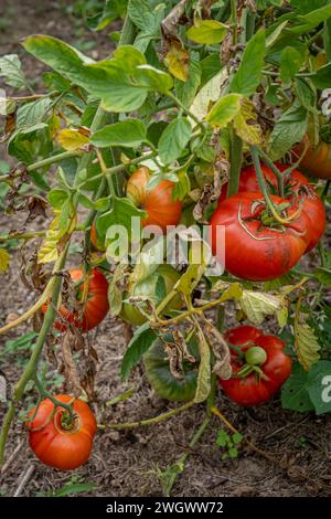The wine route. View of red tomato stalk in a vegetable garden Stock ...