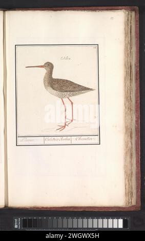 Turbinga (Tringa Totanus), anselmus Boëtius de Boodt, 1596 - 1610 ...