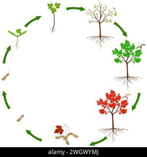 Cycle of growth of sugar maple plant on a white background Stock Vector ...