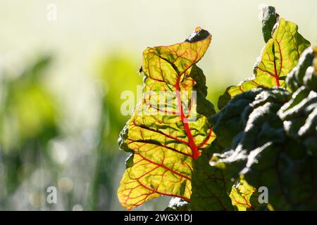 Red chard leaf seen backlit with frost Stock Photo - Alamy