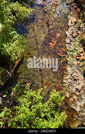 Shallow water texture with aquatic plants colorful gravel and natural ...