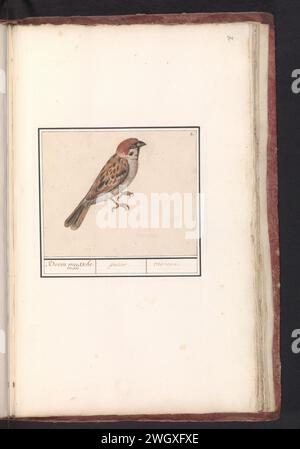 Ringmus, Eurasian Tree Sparrow, Passer montanus Stock Photo - Alamy