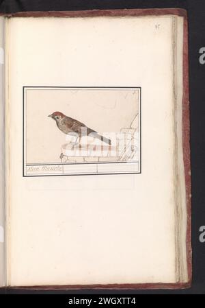 Ringmus (Passer Montanus), Anselm Bootius de Boodt, 1596 - 1610 drawing ...
