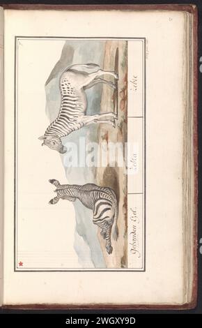 Two zebras also known as Equus zebra zebra are pictured in the ...