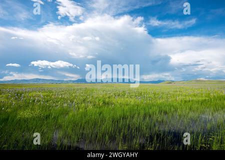 Camas Prairie Centennial Marsh Idaho, USA Stock Photo - Alamy