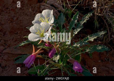 Dwarf Evening Primrose in Arches National Park, Utah Stock Photo - Alamy