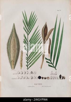 Bactris I II III setora. IV V VI concinna by Anton Falger Stock Photo ...