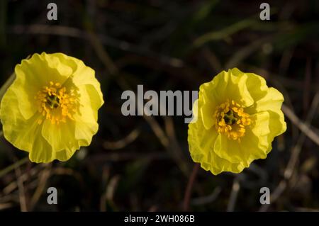 Arctic Poppy Papaver lapponicum 1002 coastal plain anwr arctic alaska ...