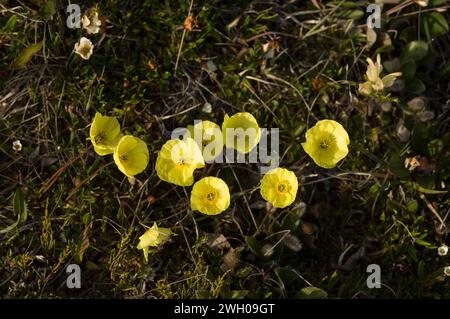 Arctic Poppy Papaver lapponicum 1002 coastal plain anwr arctic alaska ...