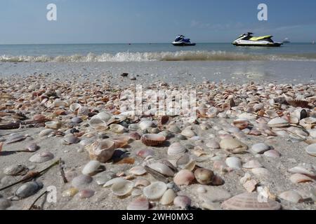 Sea Shells on Clearwater Beach, Florida Stock Photo - Alamy