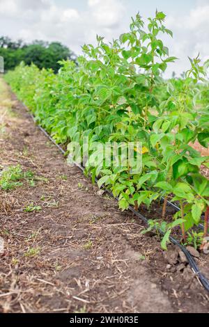 Raspberry plantation with automatic watering on a fruit farm. Hoses ...
