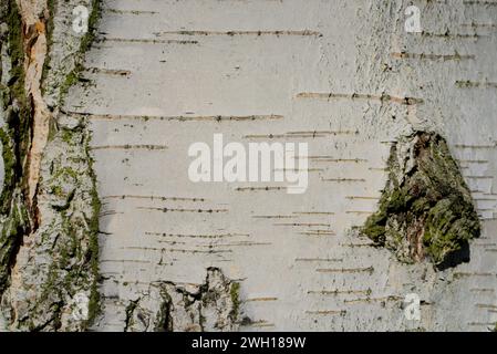 A birch - close-up of birch bark exposing its natural patterns and ...