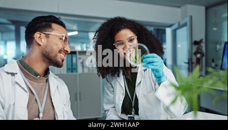 Scientist, team and analysis of marijuana leaf, science study for ...
