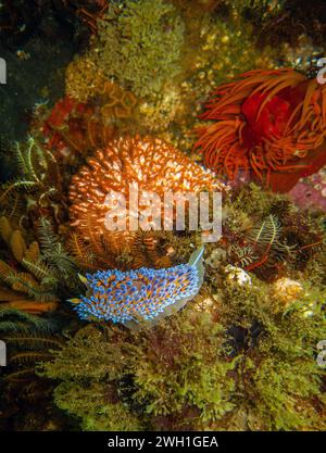 Nudibranch during a dive in Simon's town, cape town, south africa Stock ...