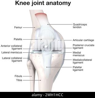 3D illustration showing bones and cartilage of a knee joint. Lateral ...