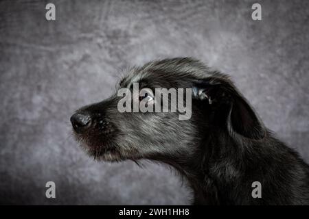 Cute female puppy of purebred Irish Wolfhound. Irish breed of large ...