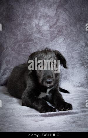Irish Wolfhound, cute female puppy of largest breeds of dog Stock Photo ...
