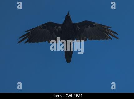 A Common Raven flies overhead near M&T Bank Stadium. (Photo by Jerry ...