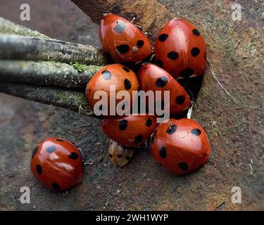 Overwintering 10-spot Ladybird (Adalia decempunctata) at rest on beech ...