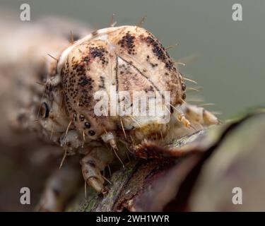 Mottled Beauty moth caterpillar (Alcis repandata) on heather stem ...