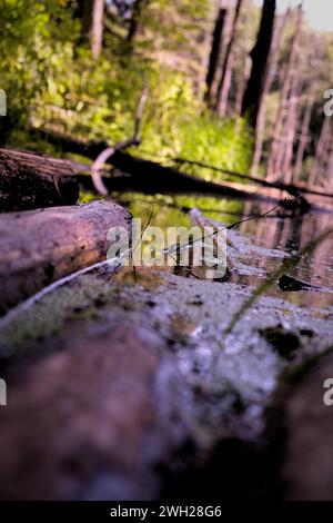 Sunrise reflections in a beaver pond in early spring, Greater Sudbury ...
