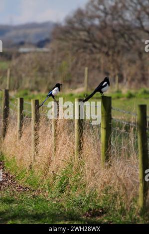 Magpies on fence posts Stock Photo - Alamy