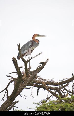 Goliath heron (Ardea goliath) roosting in a dead tree against a white ...