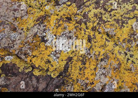 yellow map lichen (Rhizocarpon geographicum Stock Photo - Alamy