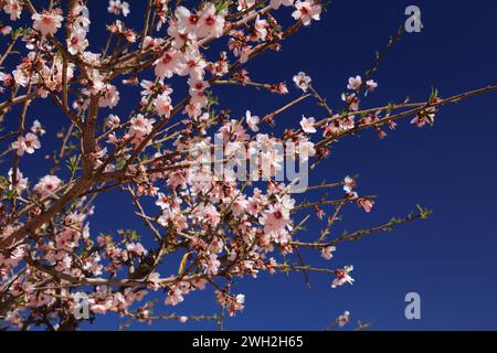 Blooming almond trees in Anti-Atlas mountains near Tafraout, Morocco ...
