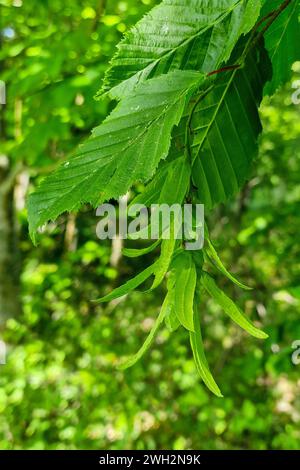 Leaves and catkin of European or Common hornbeam Carpinus betulus Stock ...