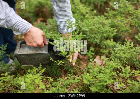 Hands of a woman plucking a leaf of wild garlic Stock Photo - Alamy