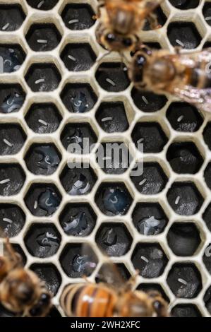 Honey bee Apis mellifera pupa with Varroa mites which infect the bee s ...
