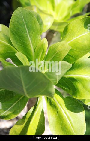 Brighamia insignis, Olulu, a rare plant Stock Photo - Alamy