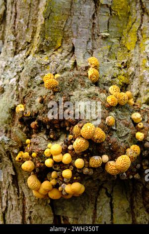 Darwin's fungus Cyttaria darwinii growing on the host Nothofagus tree ...