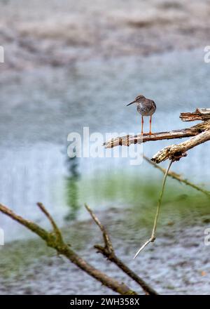 The Redshank, Tringa totanus, observed in Clontarf, Dublin, Ireland, is ...